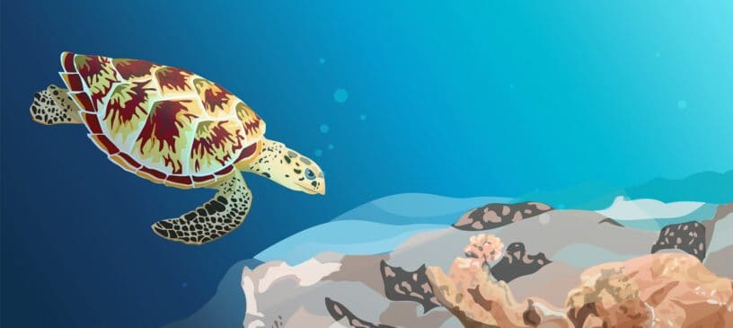 Species at Risk Education Kit - Ocean Wise